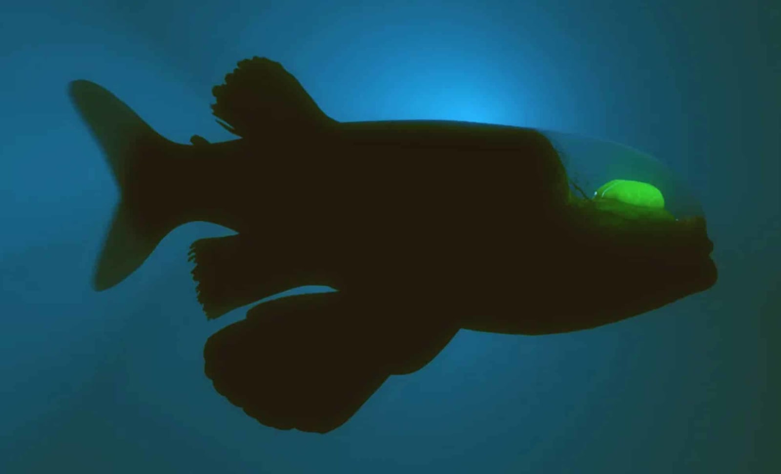 Scientists Stunned by Rare Footage of Fish That Sees Through Its Own Head