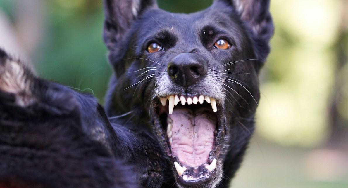 Six People Have Died From Rabies This Year in the U.S. — Is That Normal?
