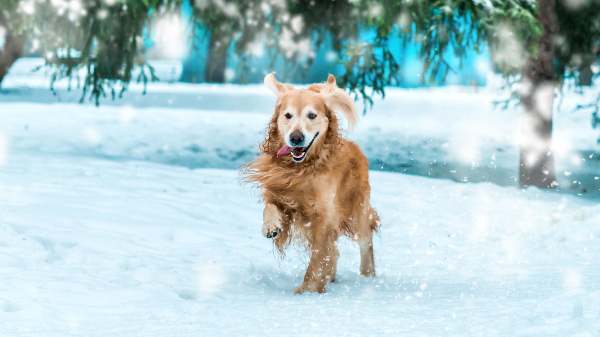 11 Positive Experiences That Leave A Lifelong Mark On Your Dog