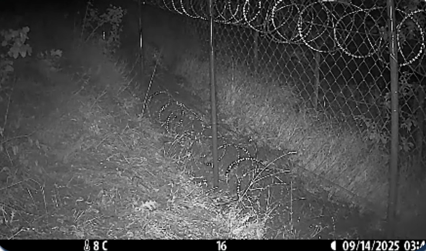 Species hybrids, creatures once thought extinct and 3 more wildlife stories