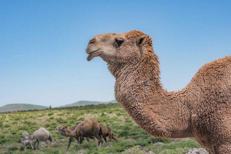 Wife crushed to death by pet camel gifted to her by husband for 60th ...