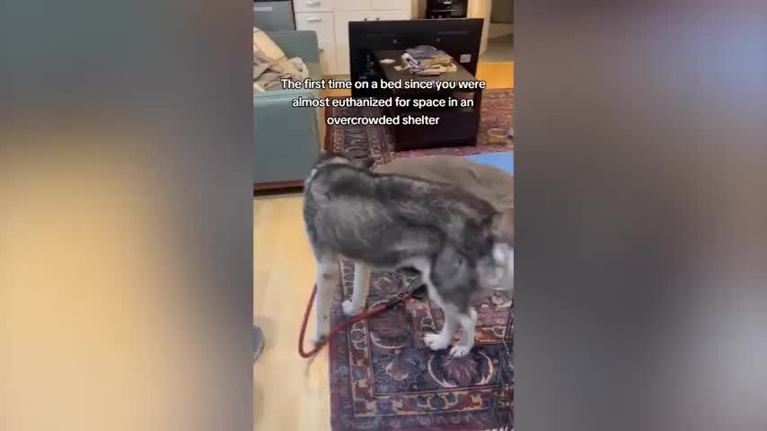 Husky Uses Bed For First Time