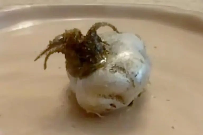 Boy Finds ‘Alien Light-Eating Monster’ After Meteorite Hits House