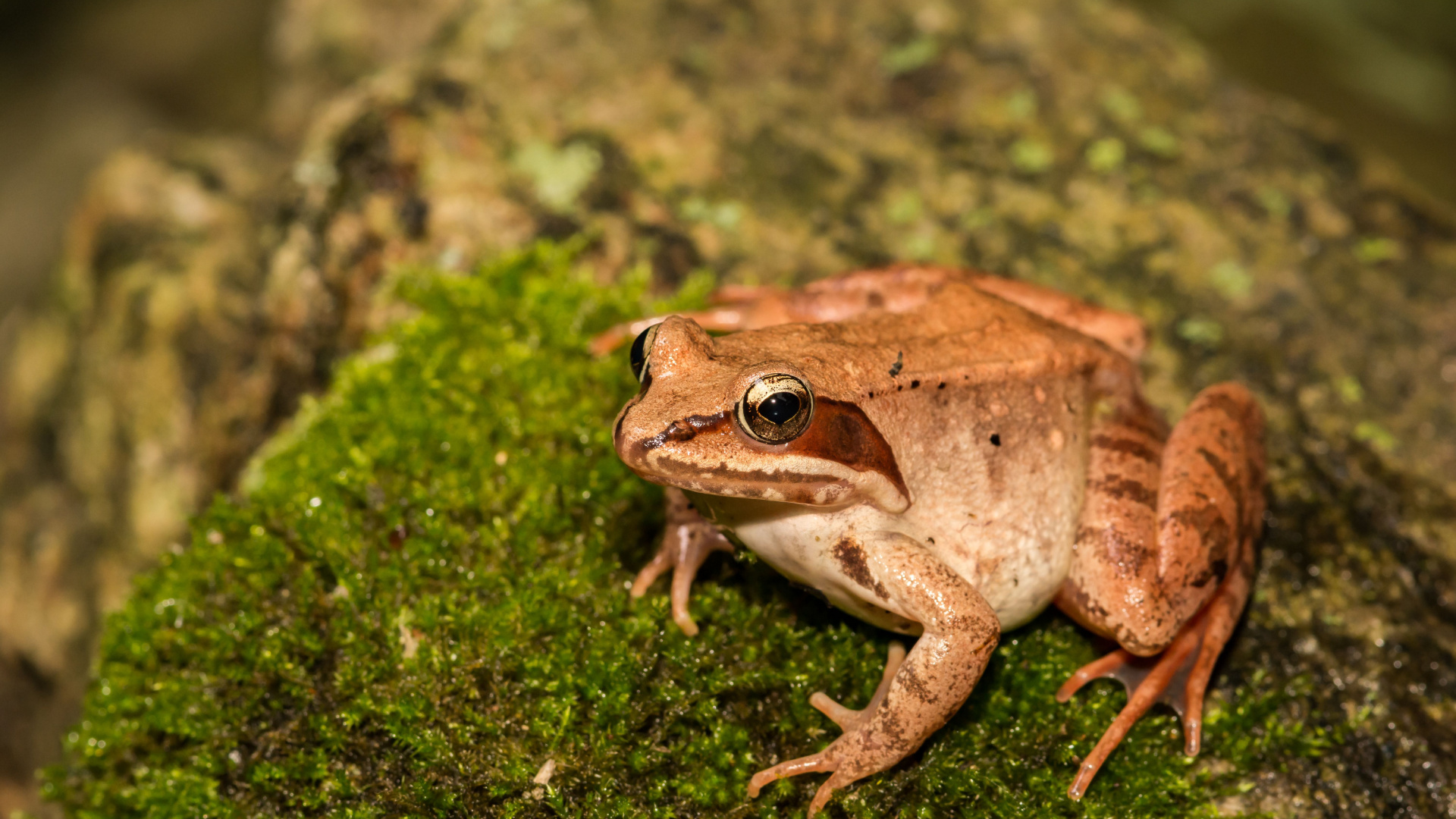 Animals That Survive The Most Extreme Conditions On Earth