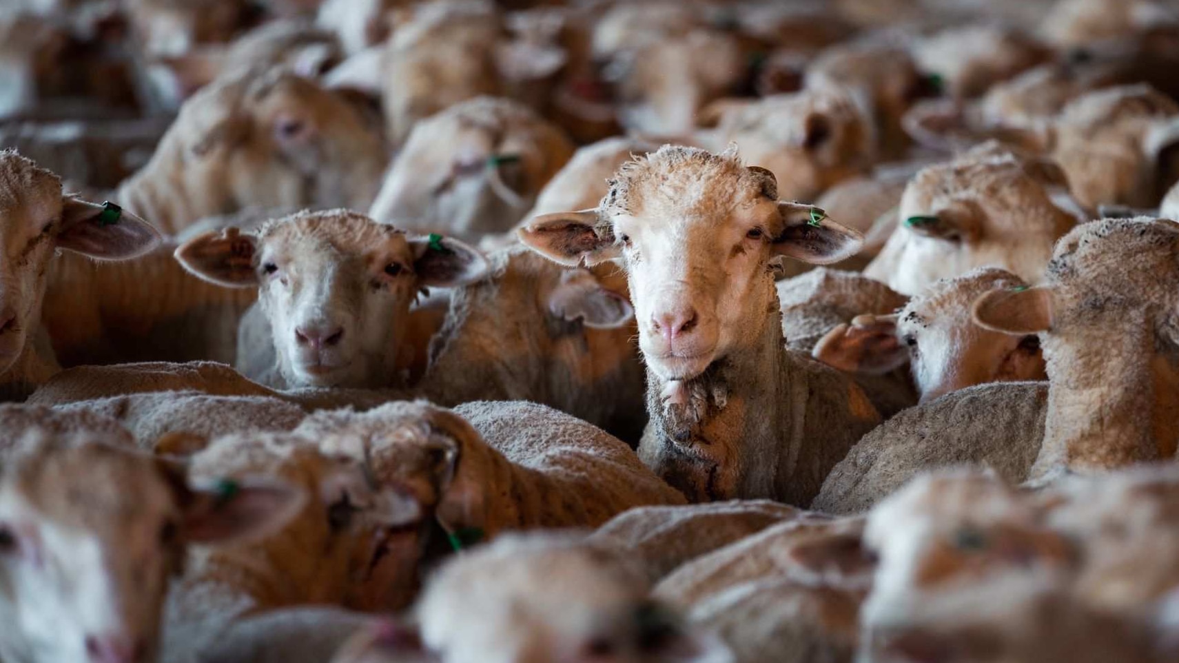 No live export ships coming for WA sheep amid high prices, looming ban