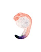 Our Fingers and Toes Trace Their Origins to a Surprising Structure in ...