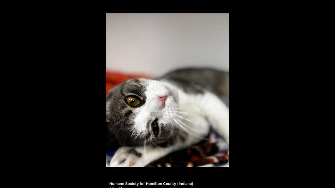 Lonely cat at Indiana shelter ‘hasn't lost hope.' He wants someone to ...