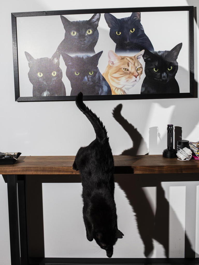 How Does He Keep His Cats Safe Outdoors? With a $125,000 Catio