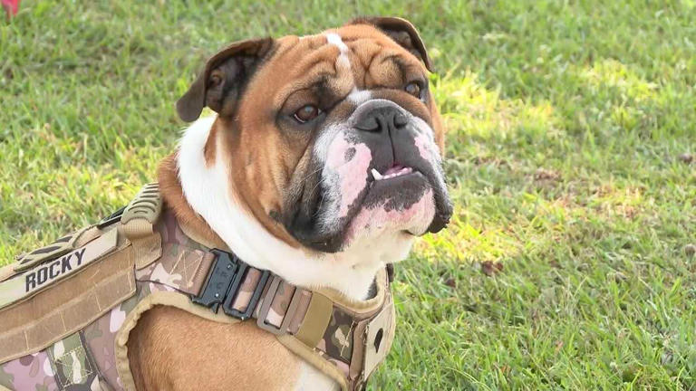 Fort Stewart’s four-legged hero: bulldog mascot 'Rocky' brings spirit ...