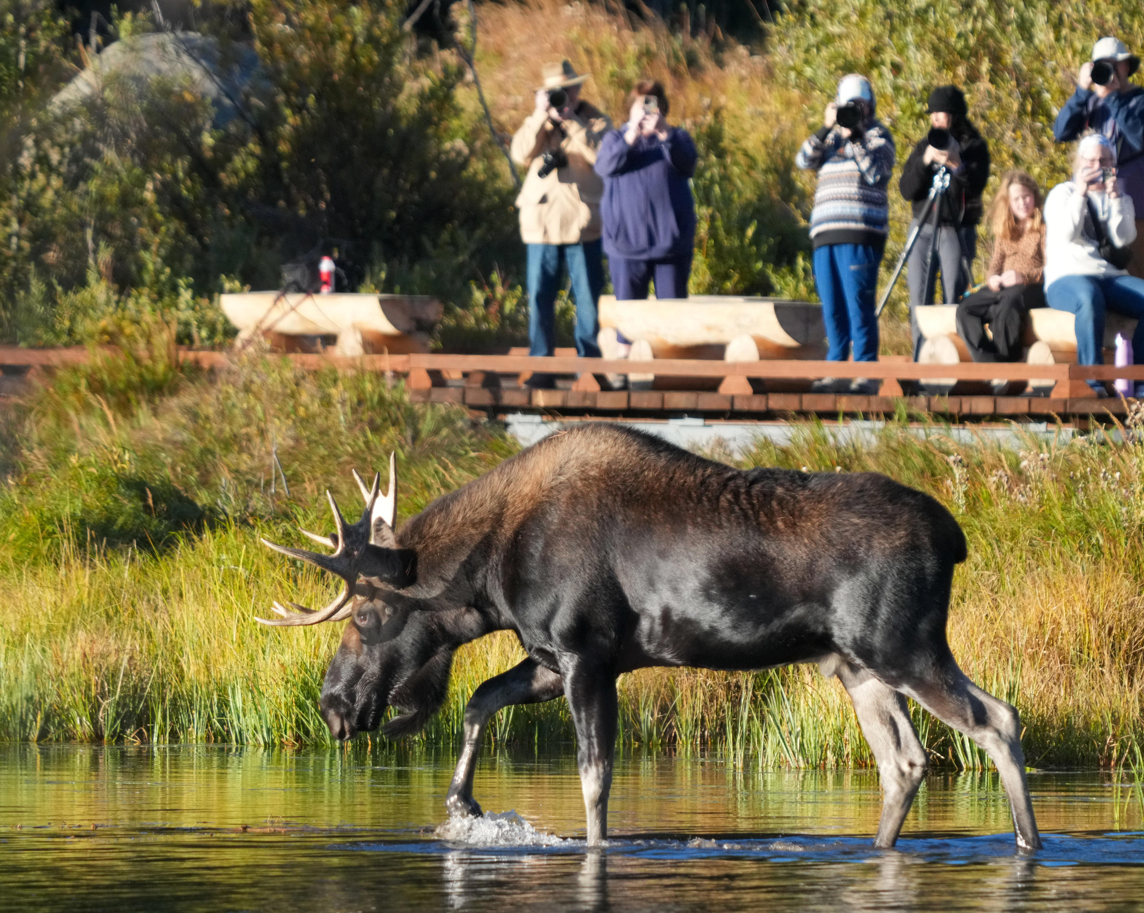Inspiring National Park wildlife: Moose, elk and bald eagles