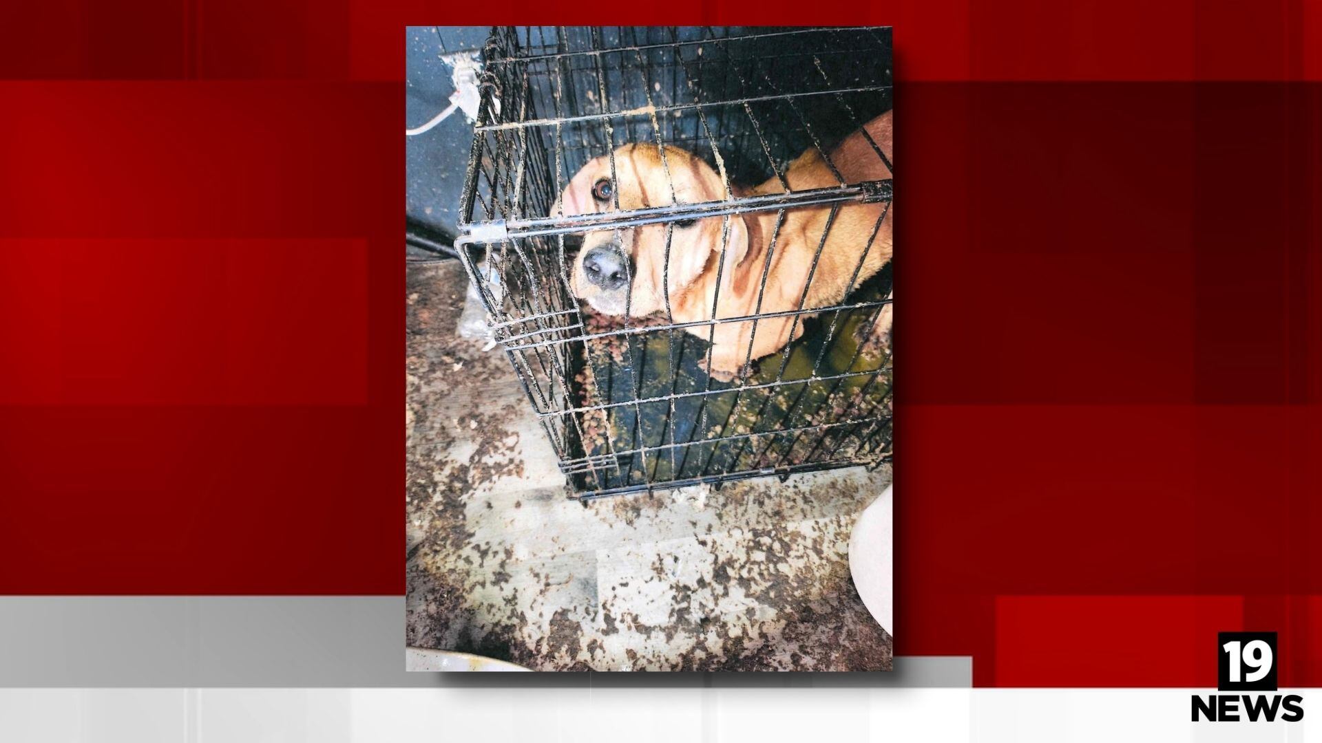 All but 1 of 15 dogs rescued from Akron trailer this spring have found ...