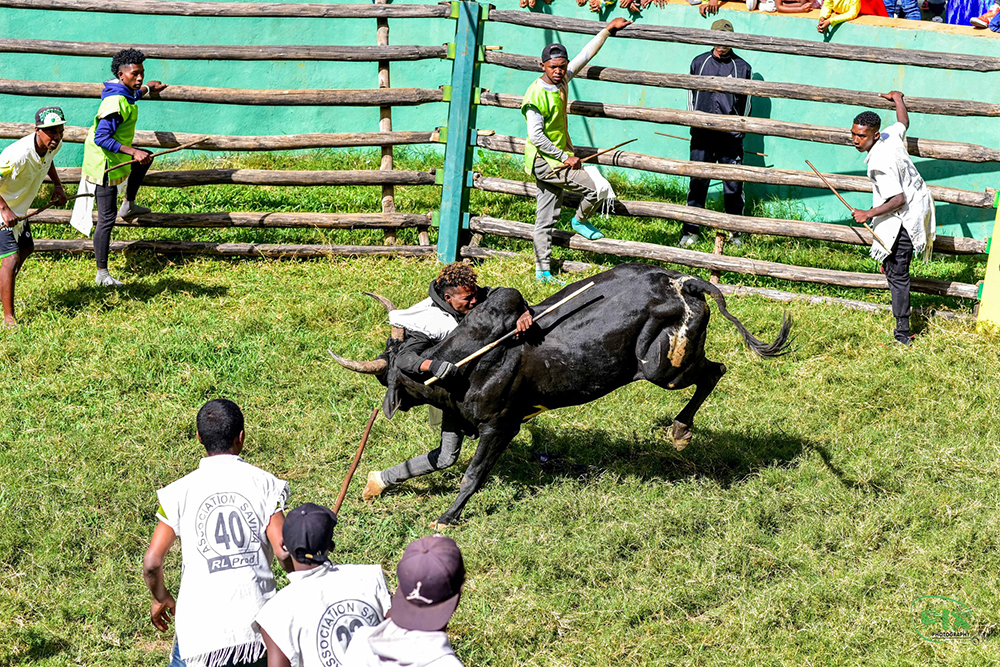 SAVIKA - L’art du face-à-face entre l’homme et le zébu