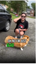 Missing Corgi Reunited With His Mom