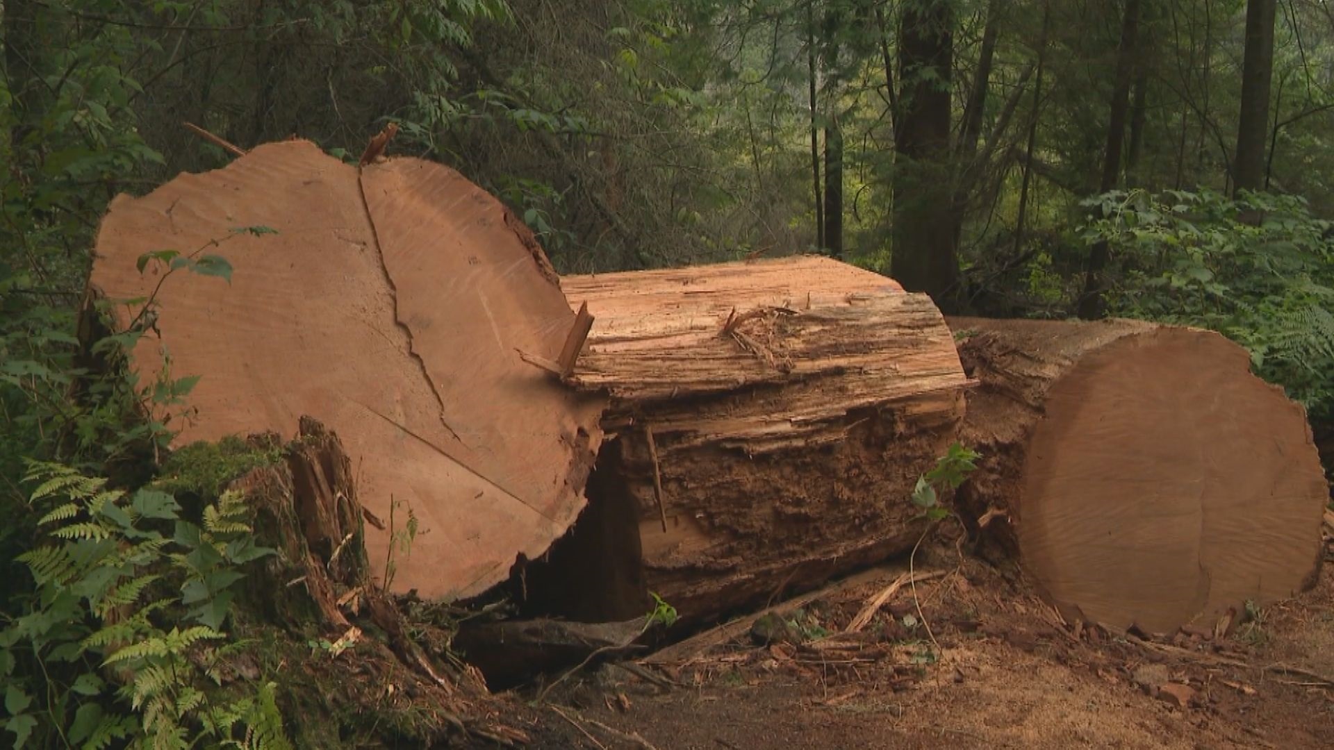 400-year-old tree felled in Stanley Park