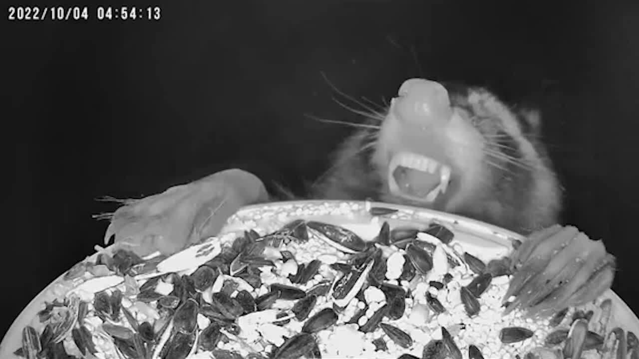 Bird Feeder Camera Captures Images of Animals Grabbing Some Midnight Snack