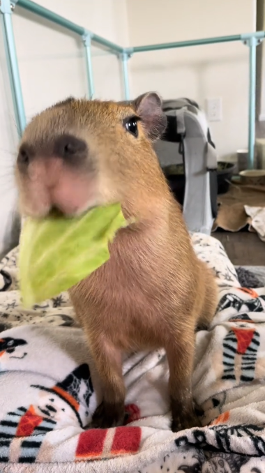 Cheesecake the Capybara Tries New Snacks No Rejects, Just Joy!