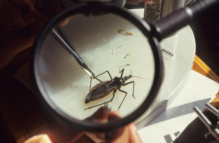 'Kissing bug' disease on track to be considered an endemic in US