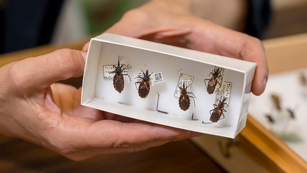 'Kissing bug' disease on track to be considered an endemic in US