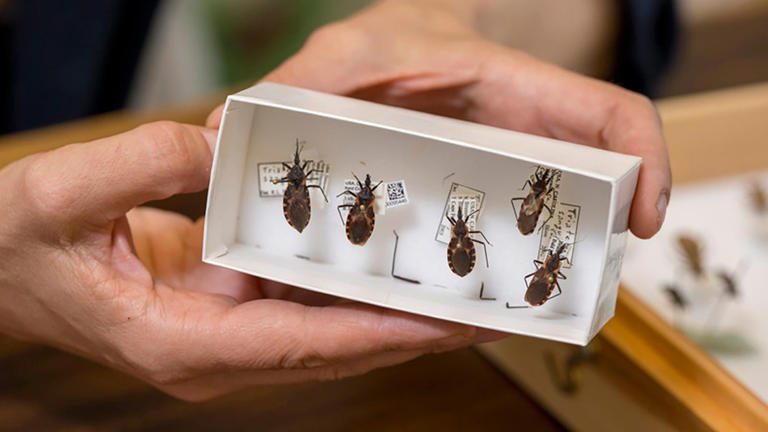 'Kissing bug' disease on track to be considered an endemic in US