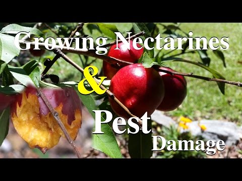 Nectarine Growing & Fruit Damage By Pests