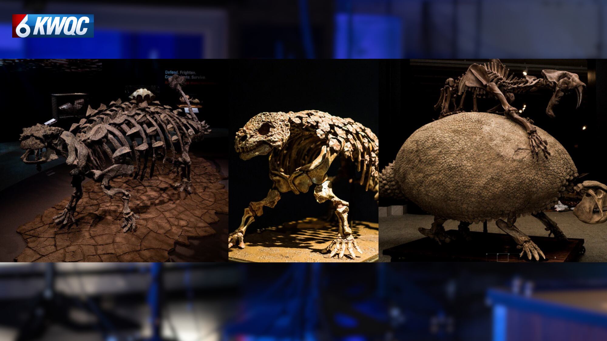 New exhibit, Animal Armor, debuts at Putnam Museum and Science Center
