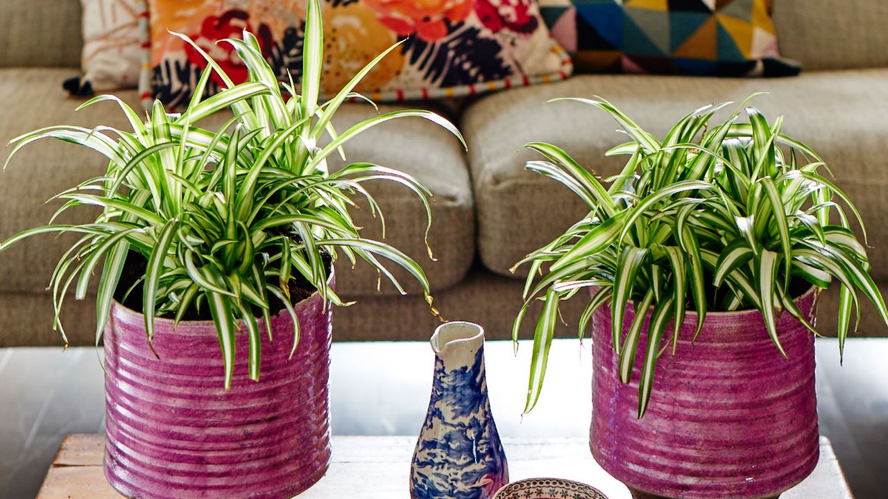 What to do with a spider plant in June for faster growth, greener ...