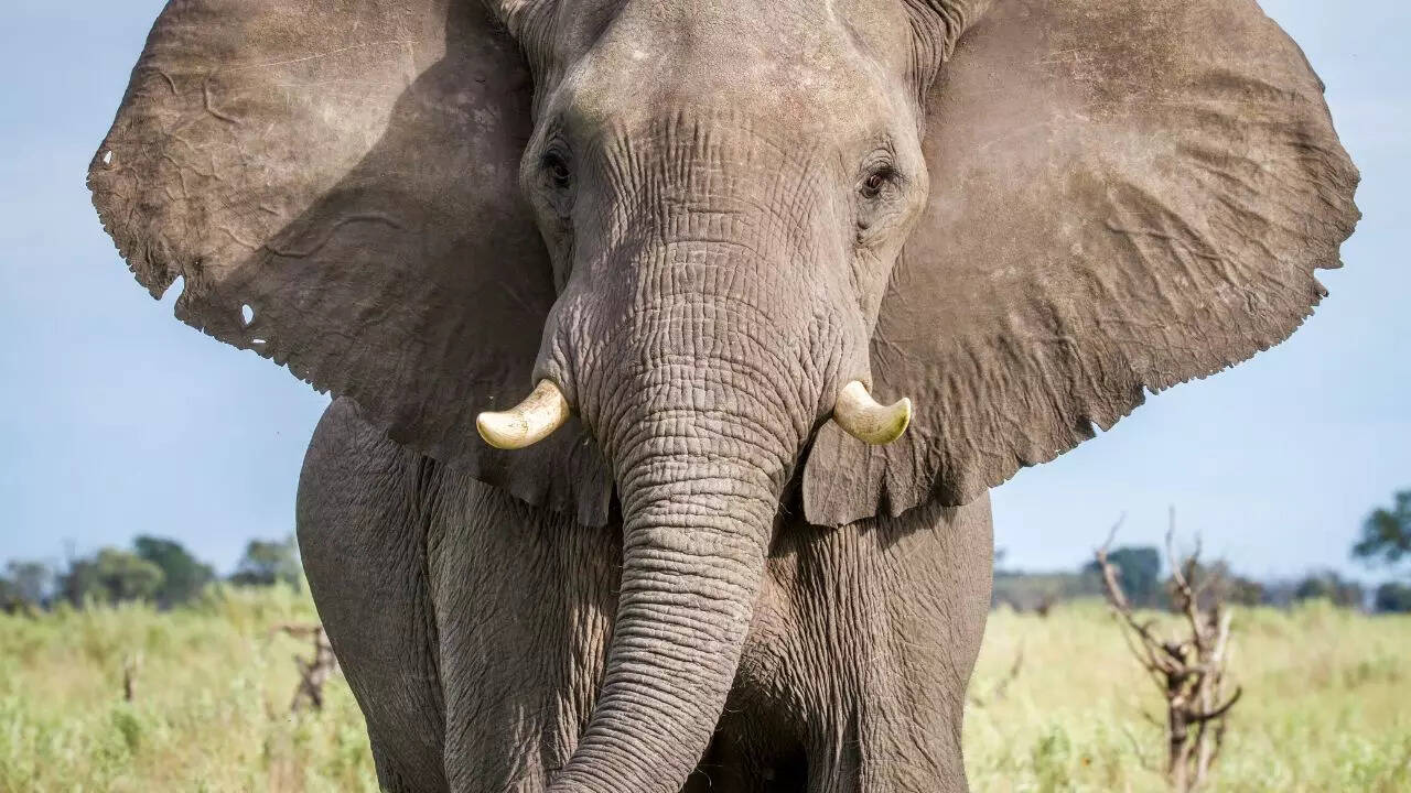 The secret world of elephants you didn’t know about