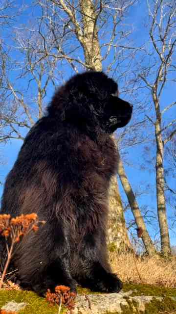 Fluffy and Fabulous: The Newfie Who Knows He’s a 10