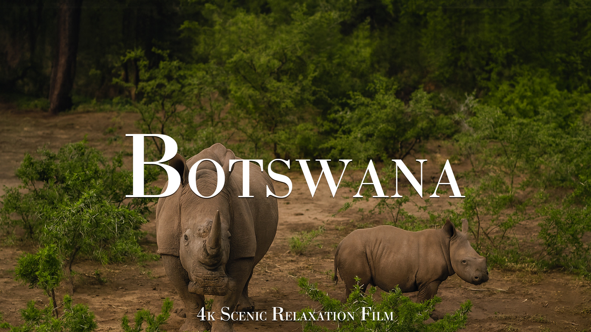 Okavango Delta – Rhinos, Giraffes, and Hippos in 4K