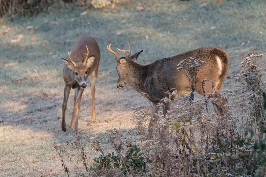Archery deer season on the horizon for Pennsylvania, what do hunters ...