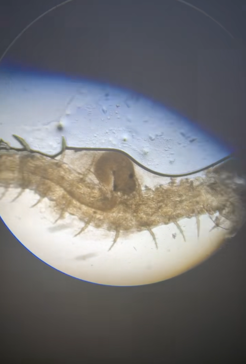 Aesthetic Microscope Vibes - Relaxing Science Shots