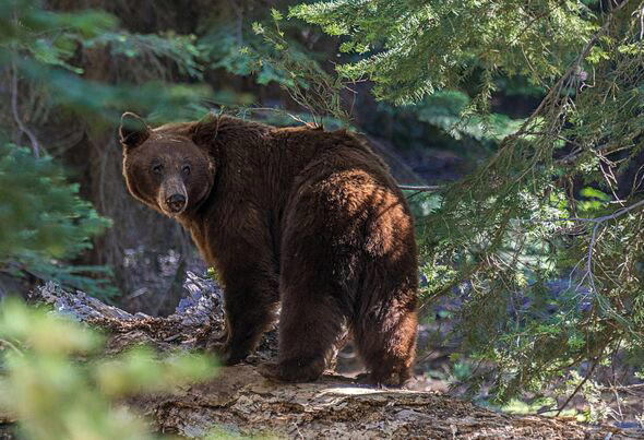Animal lover mauled to death by pet bear as neighbour watched on in horror
