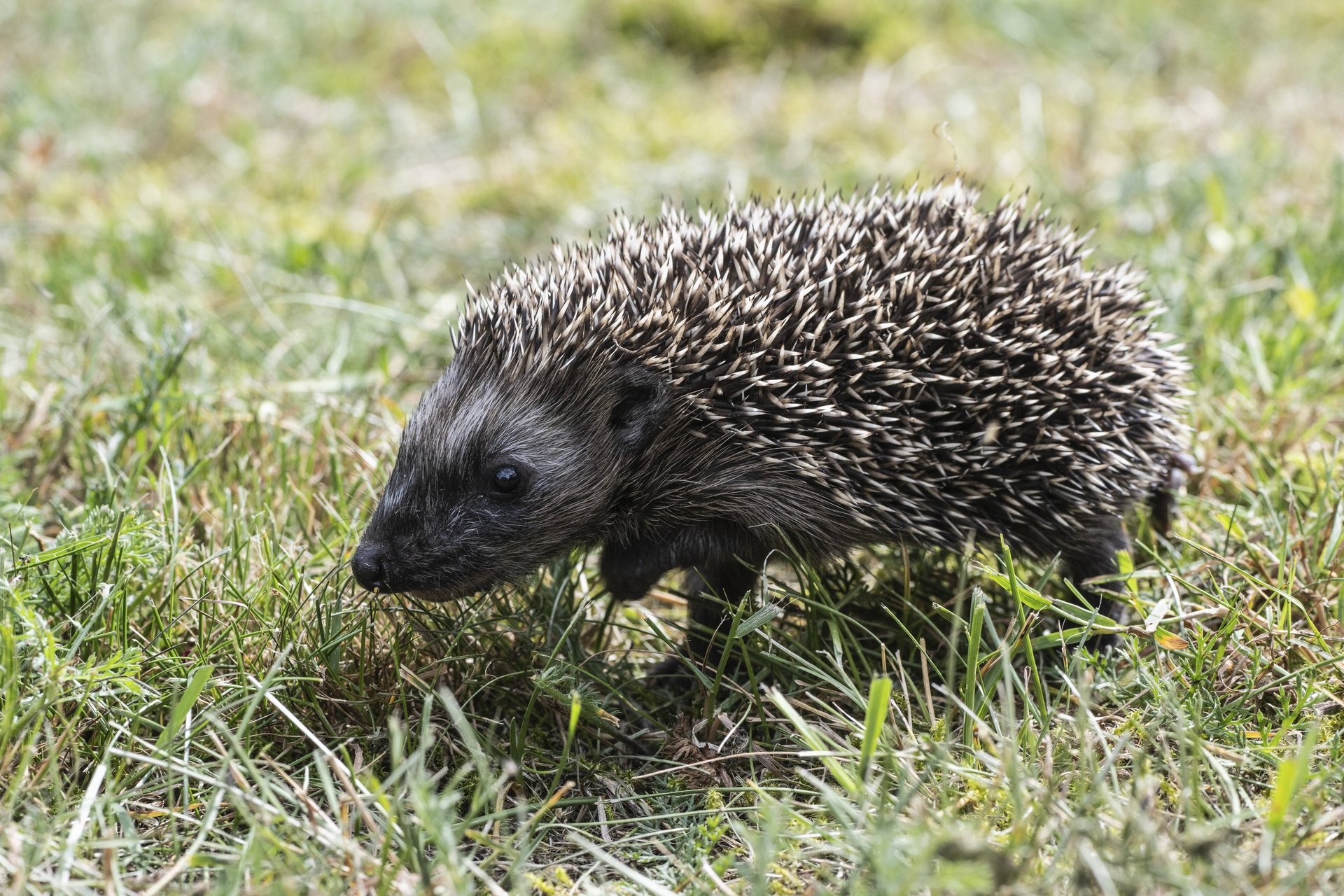 5 faszinierende Igel‑Fakten, die dich überraschen werden