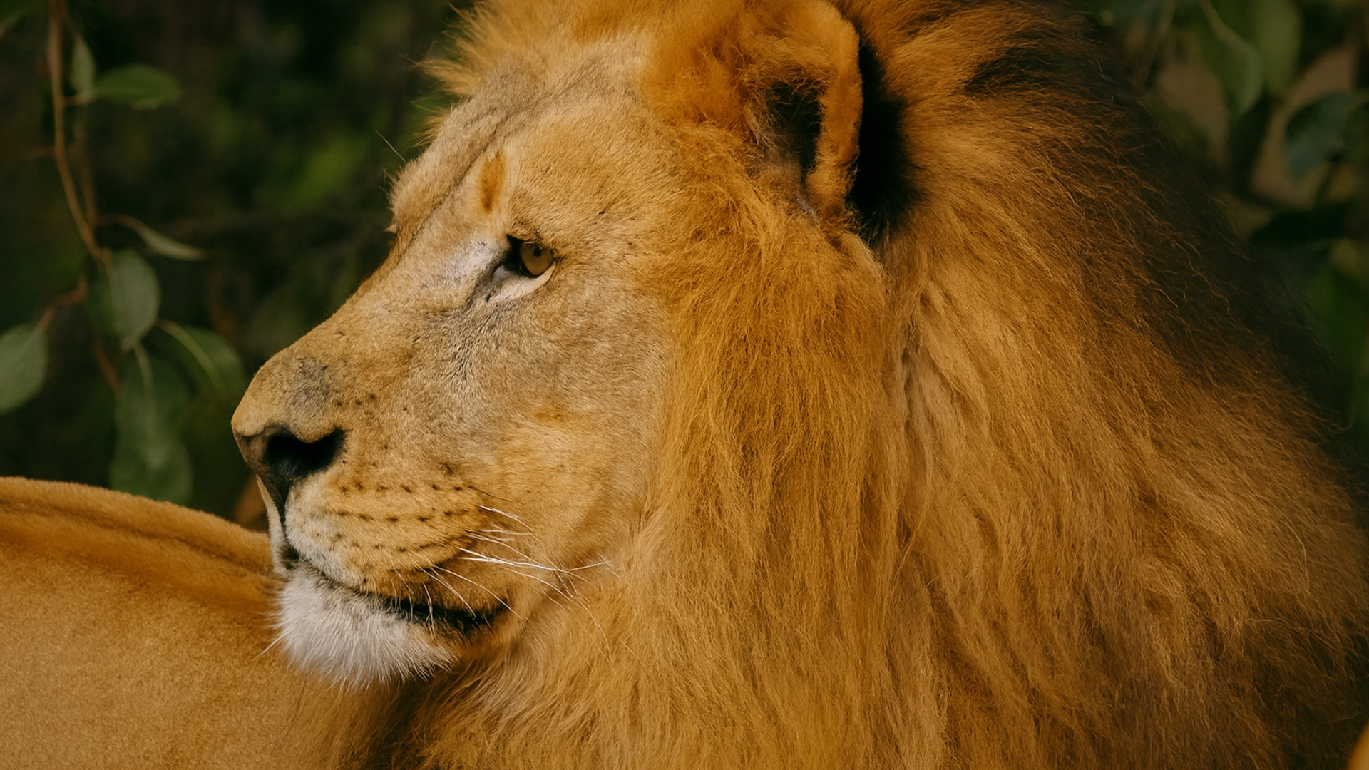 Masai Lion – African Lion Rising from the Ground