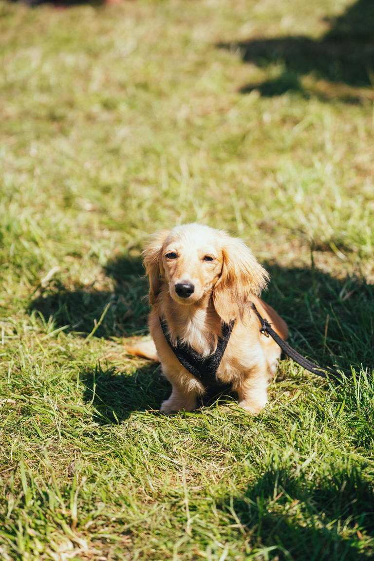 Spooktacular October Half Term at Goodwood