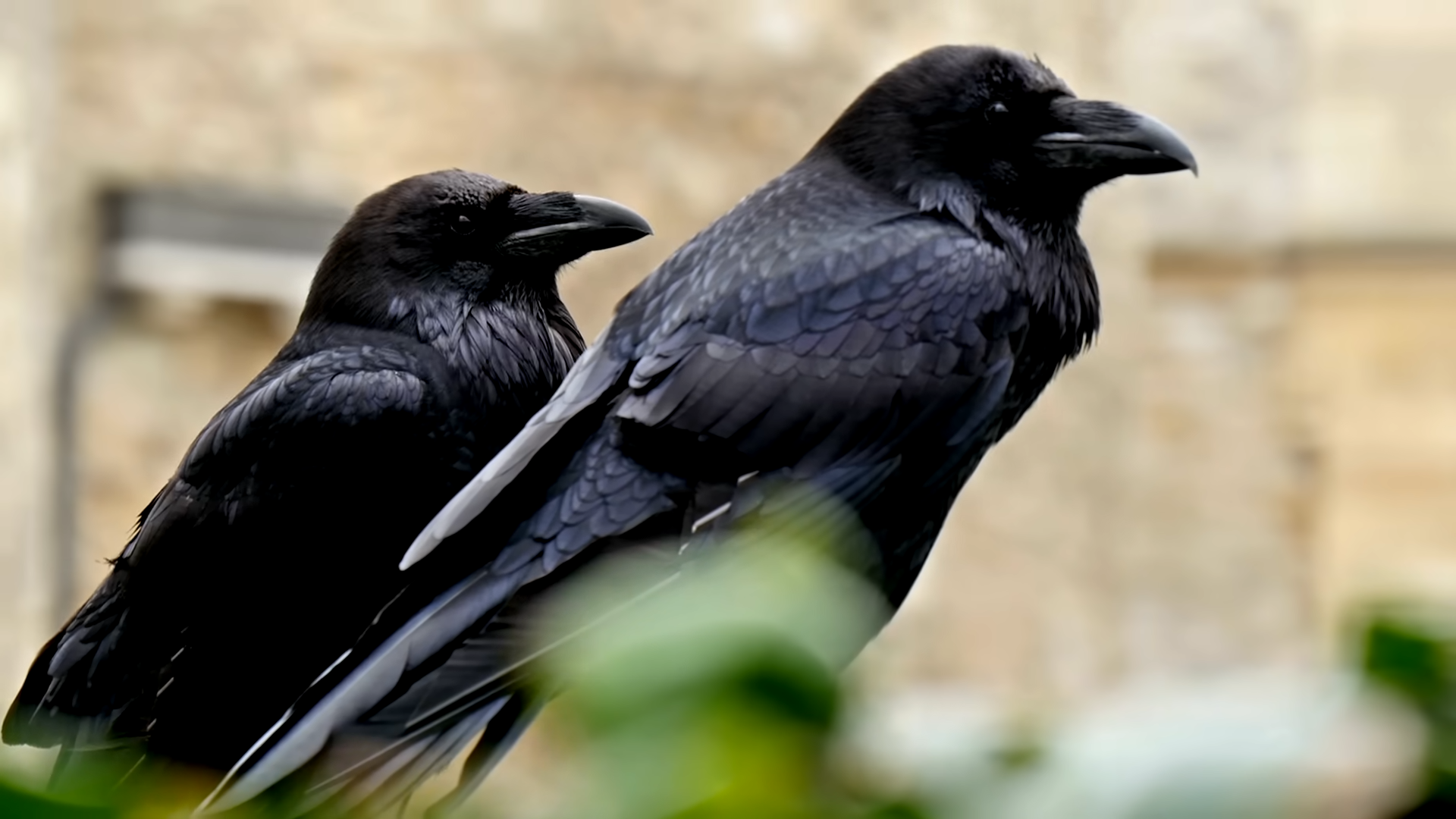 What Makes Crows As Smart As 7‑Year‑Old Kids?