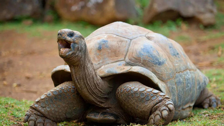 Turtle or tortoise: Know the differences in their shells, diet, habitat ...