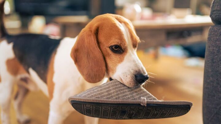 Why Your Dog Loves to Carry Random Things