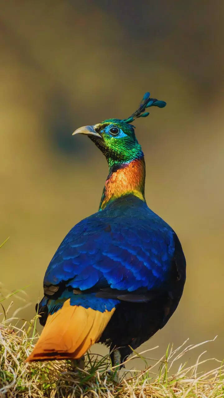 10 beautiful birds found only in India