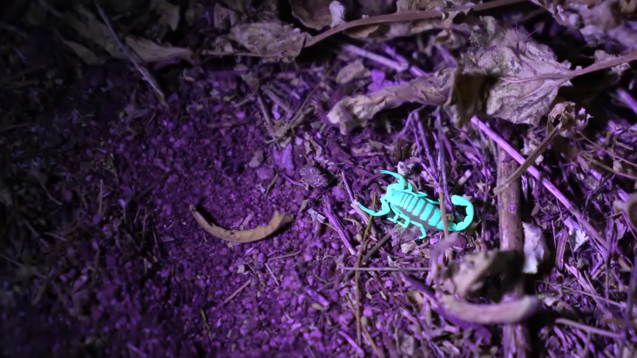 What Makes Scorpions Glow Under UV Light?