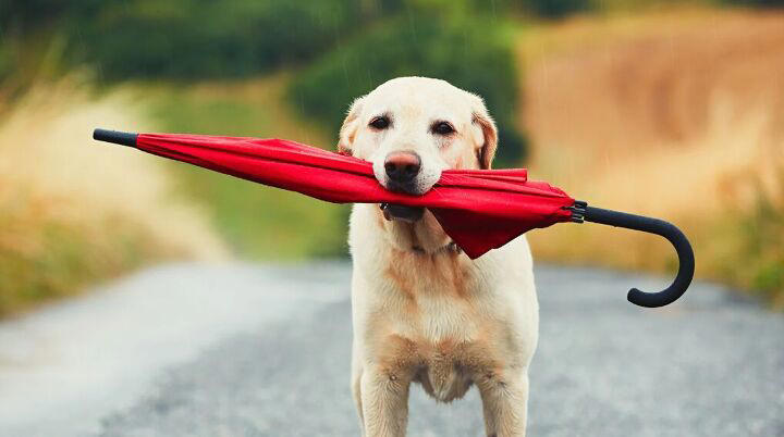 Why Your Dog Loves to Carry Random Things