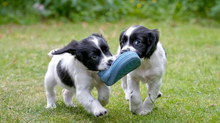 Why Your Dog Loves to Carry Random Things