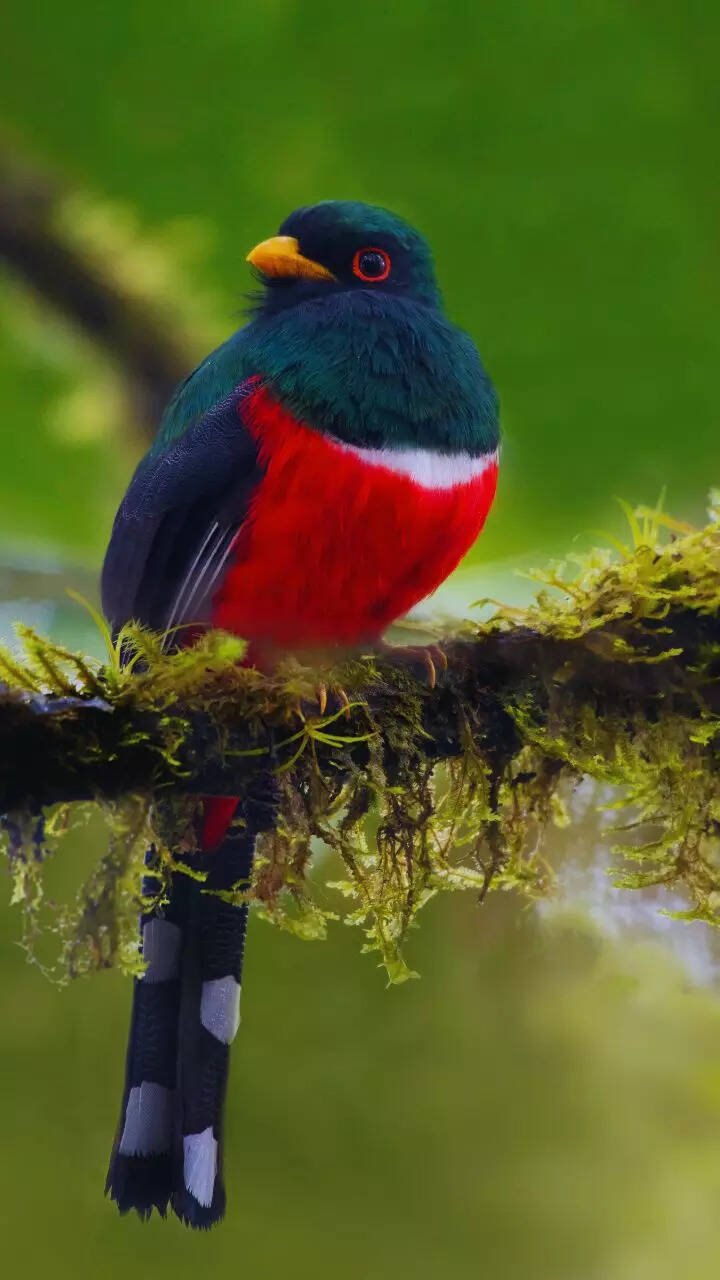 10 beautiful birds found only in India