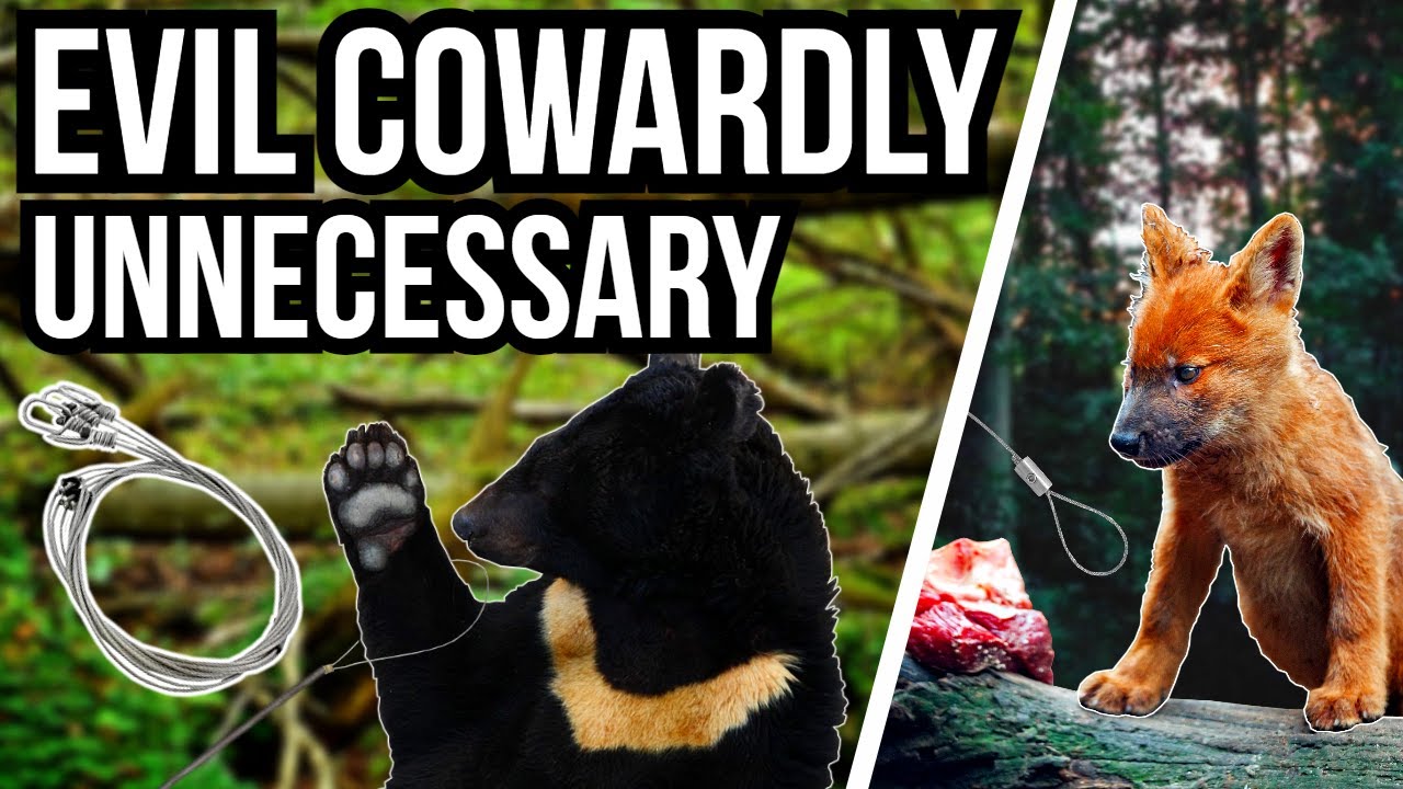 5 Species Worst Affected By The Snaring Crisis Exposing Nature’s Hidden War