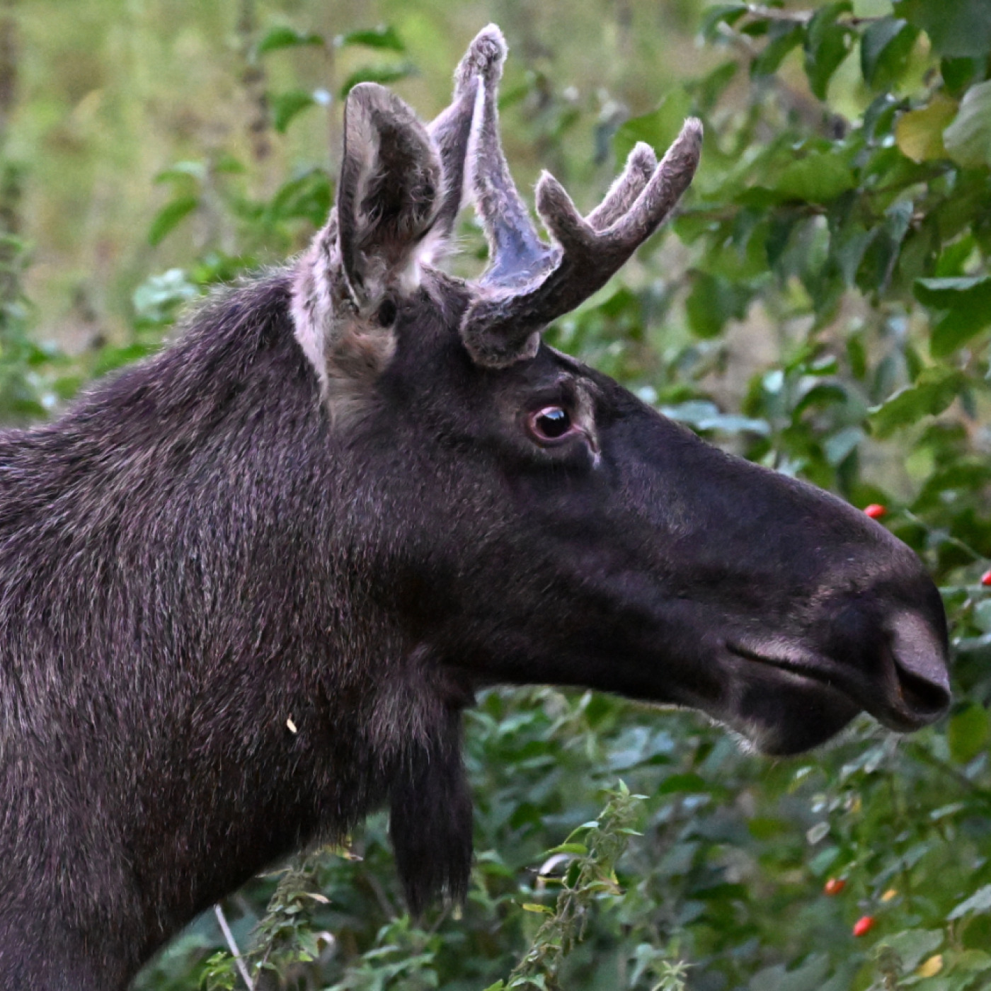 Elch "Emil" ist in Oberösterreich angekommen