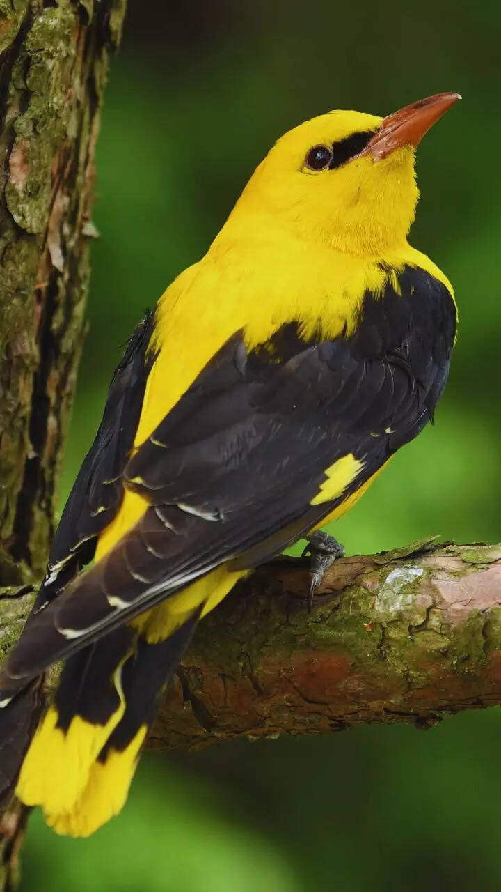 10 beautiful birds found only in India