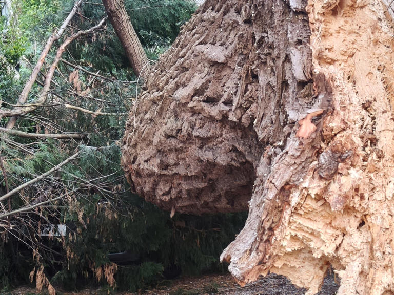 Ecclesall Road tree: Photos as ancient Sheffield poplar narrowly misses ...