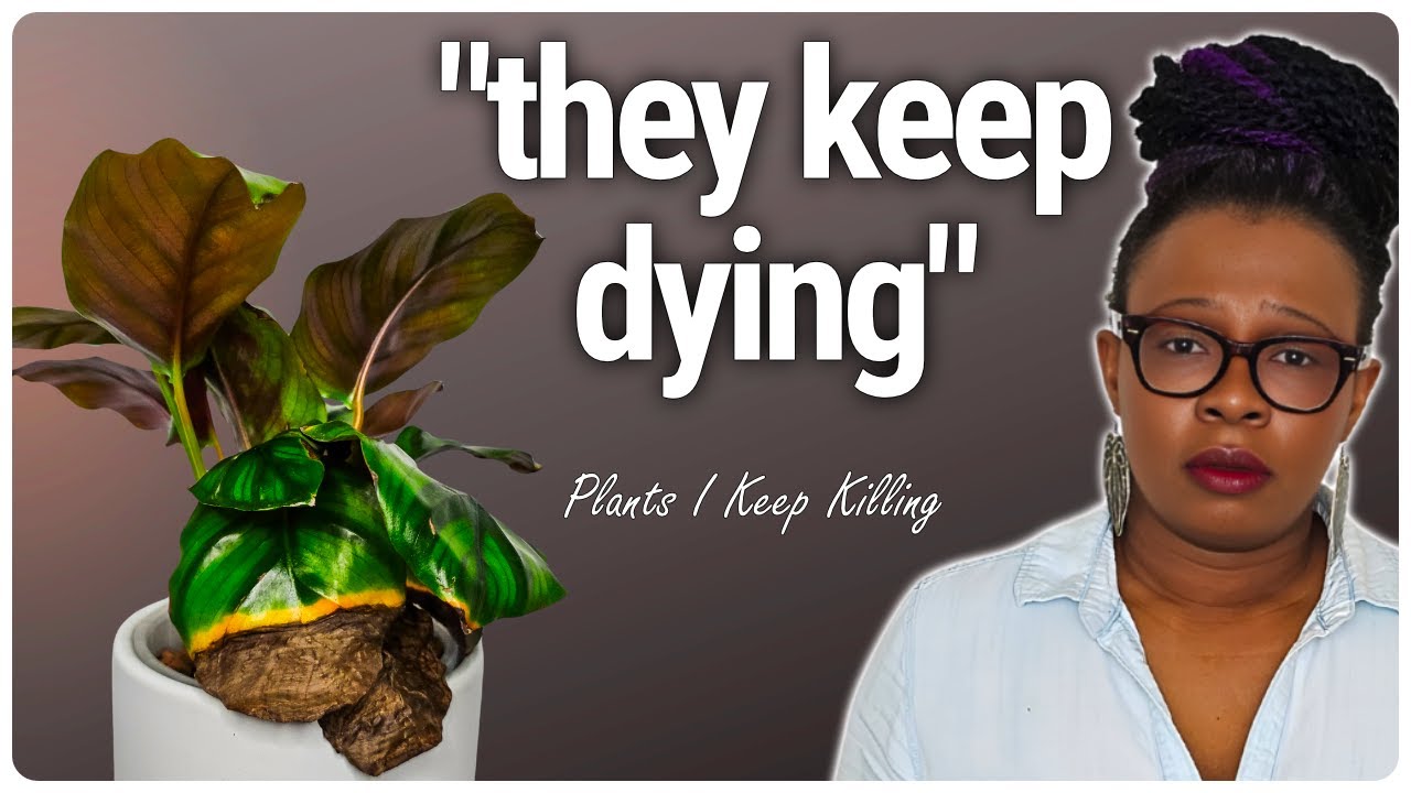 Struggling with Houseplants? The Hardest Plants to Keep Alive