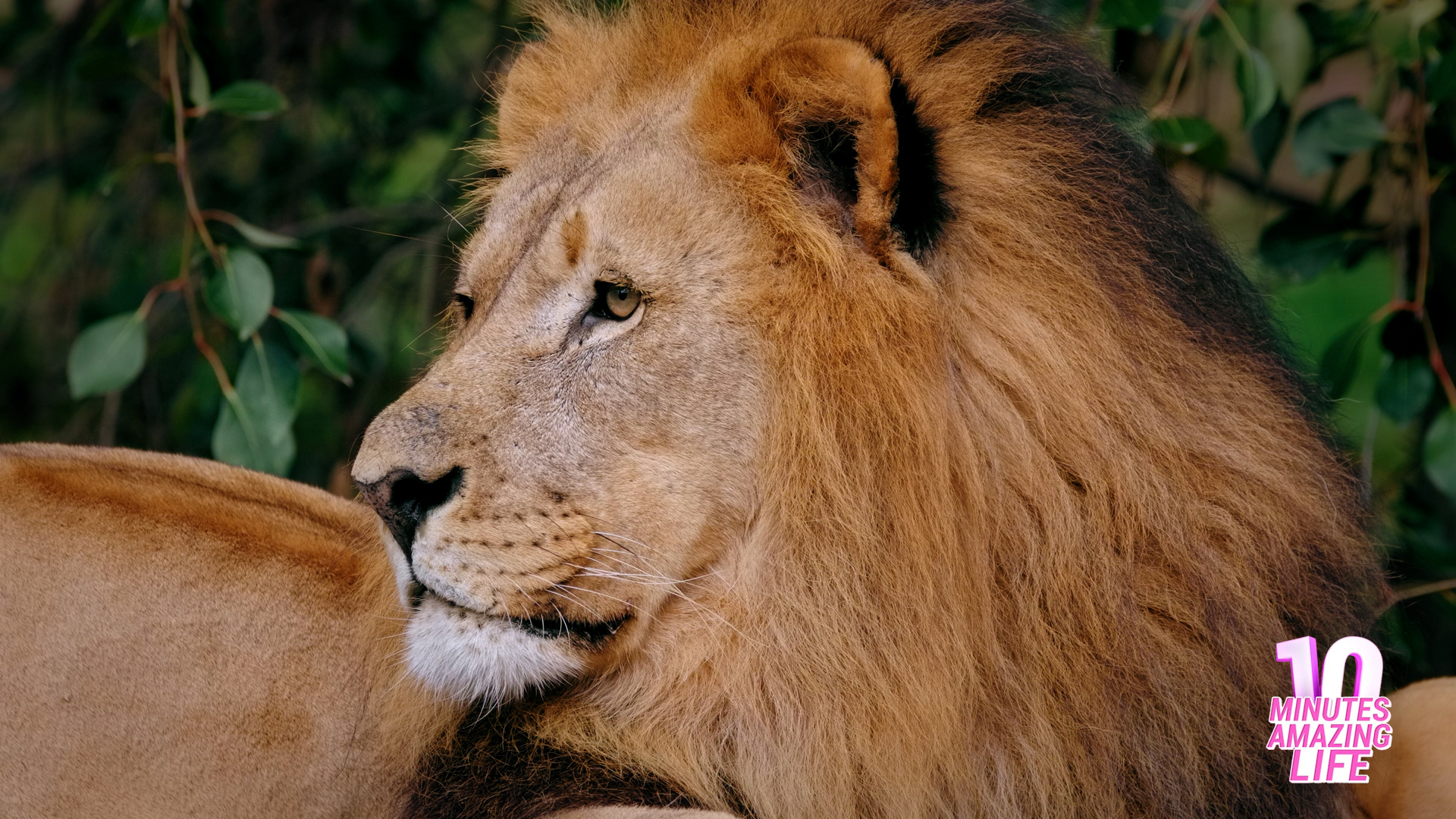 African Lion in the Wild