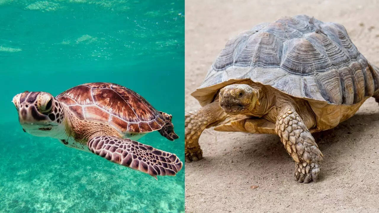 Turtle or tortoise: Know the differences in their shells, diet, habitat, and more